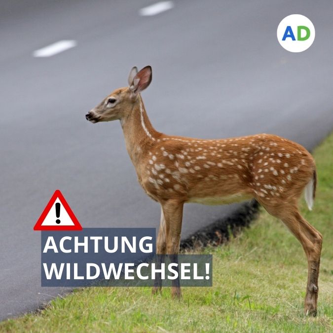 Wildunfall: So reagieren Sie richtig!